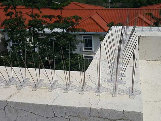 Bird Spikes - Professional Bird Control Manufacture-Crown Wealth Hardware